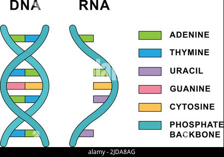 Ribonucleic acid molecule spiral with RNA nucleobases molecular ...