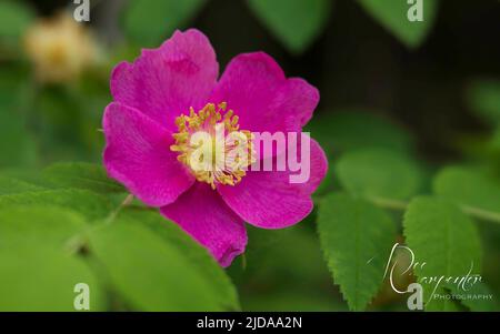 Nootka rose or wild rose (rosa nutkana) also Arctic rose (rosa ...