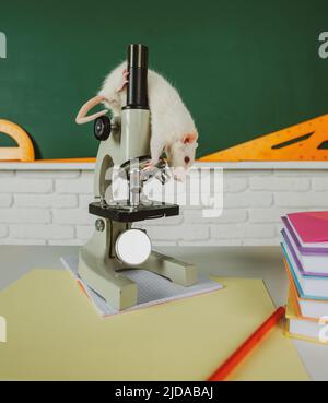 Funny rat sit on microscope, banner for university college or school ...