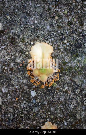 kiwis are growing in spring Stock Photo - Alamy