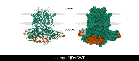 Voltage-gated potassium channel, illustration Stock Photo - Alamy