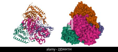 3D pyruvate dehydrogenase complex Stock Photo - Alamy
