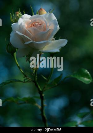 Rosa 'Fragrant Memories' Stock Photo - Alamy