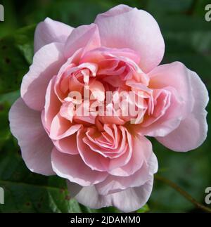 The new David Austin Rosa 'Elizabeth' Stock Photo - Alamy