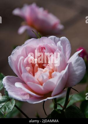 The new David Austin Rosa 'Elizabeth' Stock Photo - Alamy