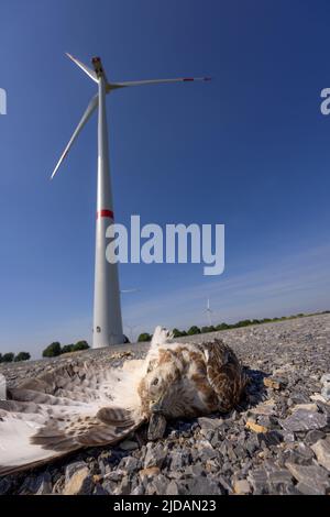 Dead buzzard hawk, struck and killed by a wind turbine in Germany Stock ...