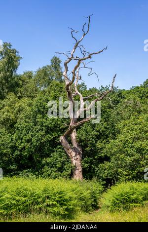 Children's play area in Springfield Park, Kidderminster, Worcestershire ...