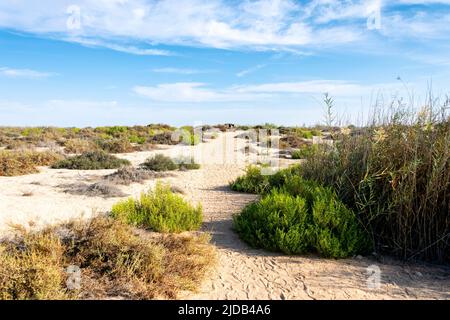 Varieties of grasses growing in the desert against a blue sky with ...