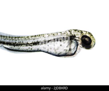 newly hatched freshwater fish under a light microscope, isolated on ...