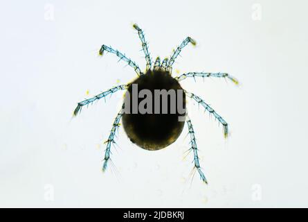 Water mite Hydrachnidia under the light microscope Stock Photo - Alamy