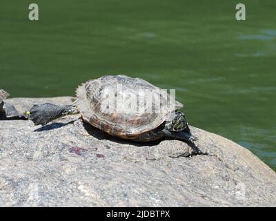 Turtle's in Central Park, New York Stock Photo - Alamy