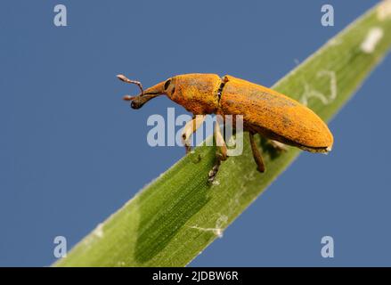 Large yellow weevil Lixus pulverulentus on a leaf of a plant in Belarus ...
