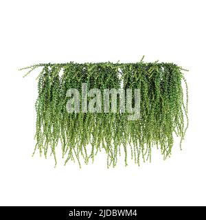 3d illustration of drooping tree isolated on white background Stock ...