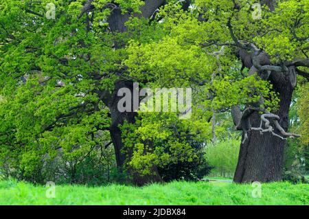 Mature pedunculate oak trees in Windsor Great Park, UK Stock Photo - Alamy