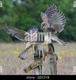 Juvenile Kestrel Fledglings fighting over a mouse caught by the parents ...