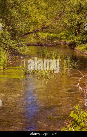 River Leach; north of Eastleach, Gloucestershire Stock Photo - Alamy