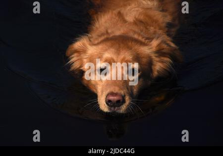 Very cute toller dog swimming in murky dark waters Stock Photo - Alamy