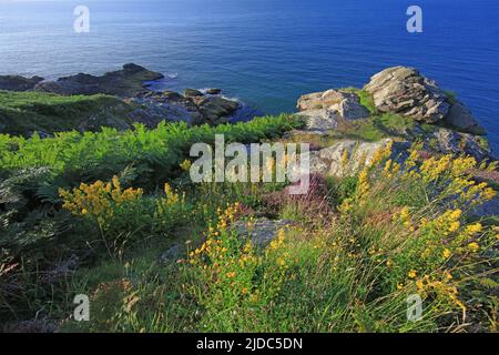 France, Manche Gréville Hague, the coast near Castel Vendon at sunset ...