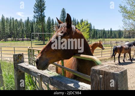 California horse stud and breeding farm Stock Photo - Alamy