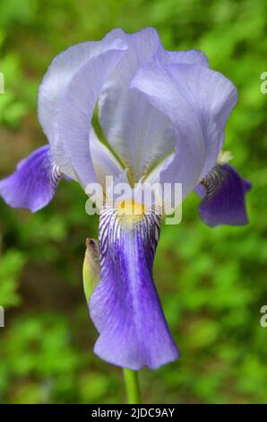 Golden netted iris flower - Latin name - Iris reticulata Stock Photo ...