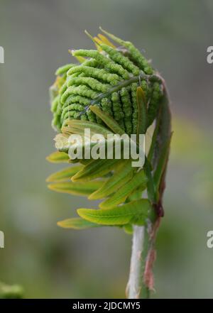 Macro image of an emerging fern Breney Common Nature Reserve Cornwall ...