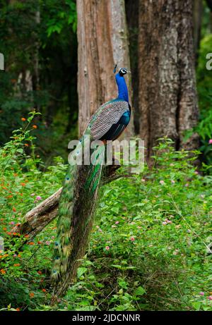 The Indian Peacock, Pavo cristatus, The National Bird of India ...