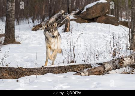 Grey Wolf (Canis lupus) Hops Over Log Back Legs Up Winter - captive ...
