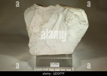 Magnesite. minerals. North America; USA; California; Stanislans ...