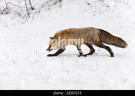 Red Fox (Vulpes vulpes) Walks Left Near Treeline Winter - captive ...