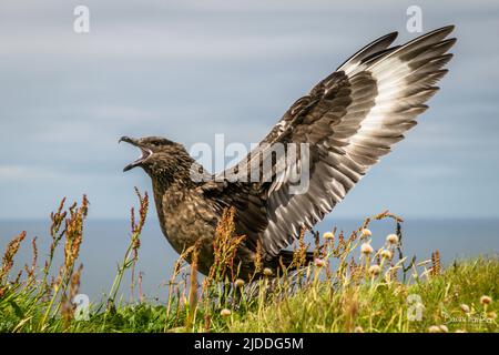 A great skua stands on a grassy cliff top with it's wings outstretched ...