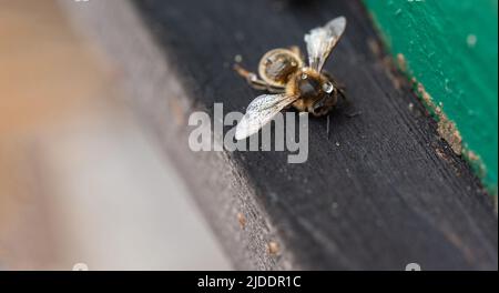 Dead bees after wintering. Entrance to the hive with dead bees. Insects ...