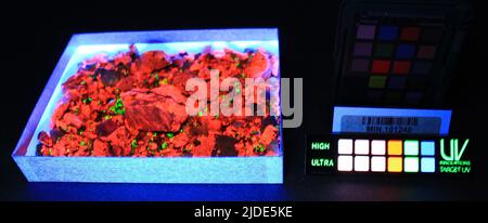 taxon undetermined. North America; USA; New Jersey; Sussex County ...