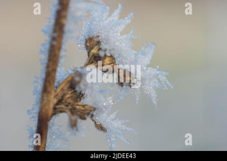 Frost on European hard rush seed head, Juncus inflexus, Carmarthenshire ...