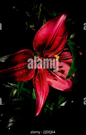 Maroon colored lily flower Stock Photo - Alamy