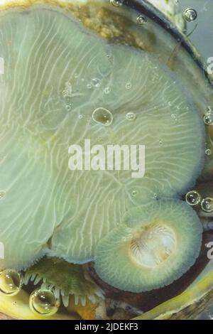 Foot and tongue of a limpet Stock Photo - Alamy