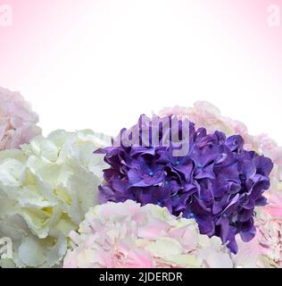 Close up light pink hortensia fresh flowers on blur background Stock ...