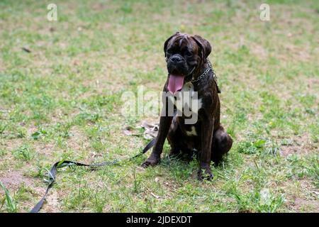 Boxer dark color, undocked tail, on a leash in the park. High quality ...