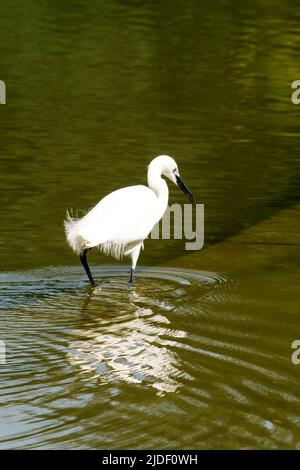 Unidentified stilt-walker Tête d'Or Park, Lyon, France Stock Photo - Alamy