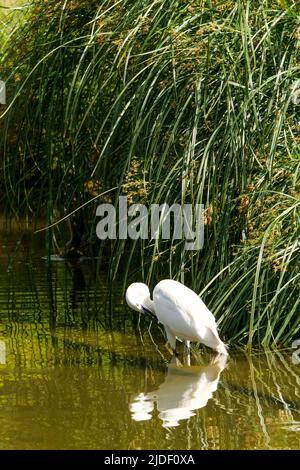 Unidentified stilt-walker Tête d'Or Park, Lyon, France Stock Photo - Alamy