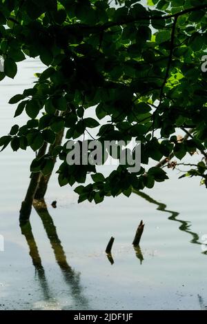 Trees on the lake's banks, Tête d'Or Park, Lyon, France Stock Photo - Alamy