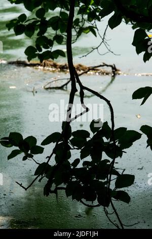 Trees on the lake's banks, Tête d'Or Park, Lyon, France Stock Photo - Alamy