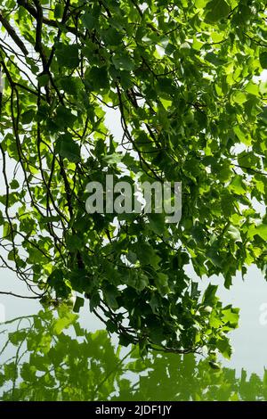 Trees on the lake's banks, Tête d'Or Park, Lyon, France Stock Photo - Alamy