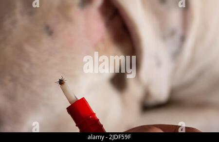 Insect tick in claws. Removing a tick insect from a dog. A dangerous ...
