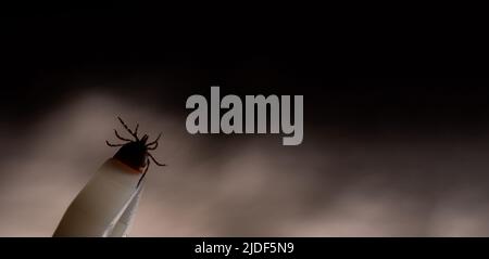 Insect tick in claws. Removing a tick insect from a dog. A dangerous ...