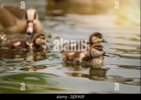 Enten Familie am Wasser Stock Photo - Alamy