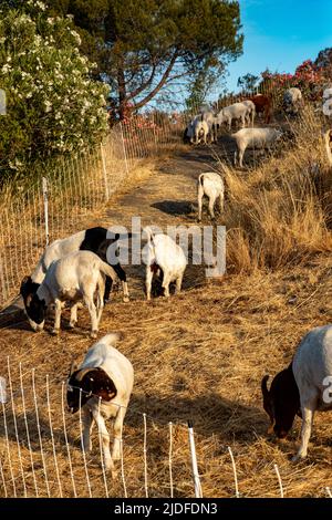Goats graze a dry California hillside to reduce invasive species and ...
