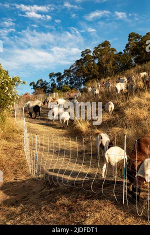Goats graze a dry California hillside to reduce invasive species and ...