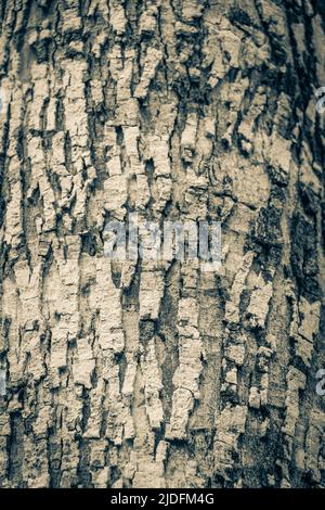 Tropical tree bark texture at Santuario de los guerreros in Puerto ...