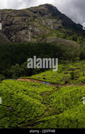 Tea gardens on the misty mountains of Ooty in India Stock Photo - Alamy