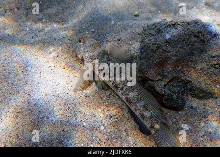 The black Mediterranean goby fish - (Gobius niger Stock Photo - Alamy